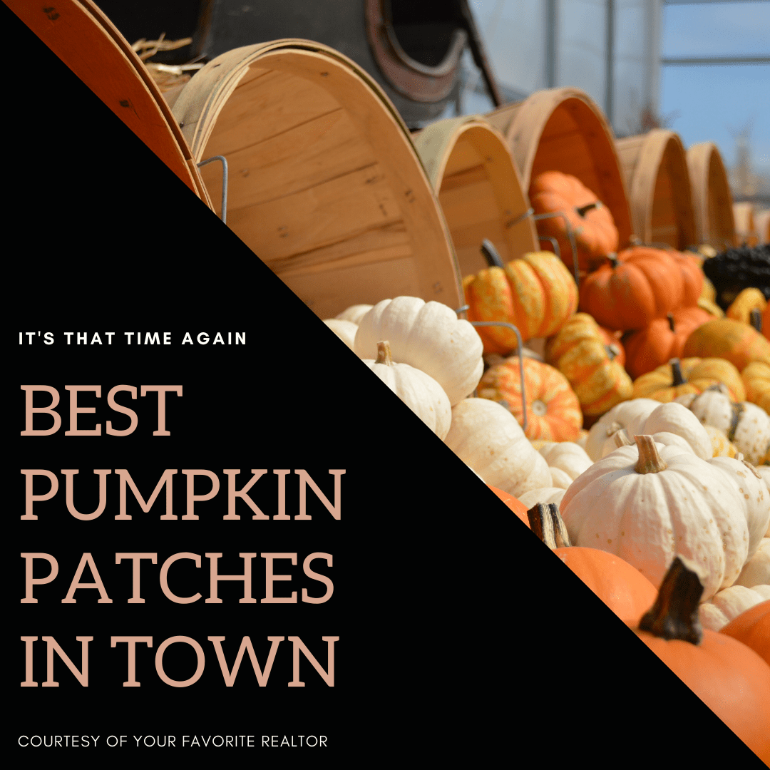 Favorite Local Pumpkin Patch - Community First Realty